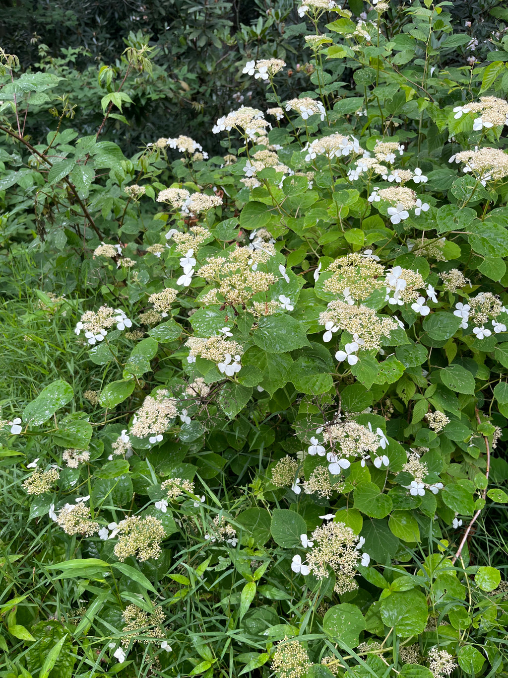 Hydrangea arborescens – Flower of Carolina