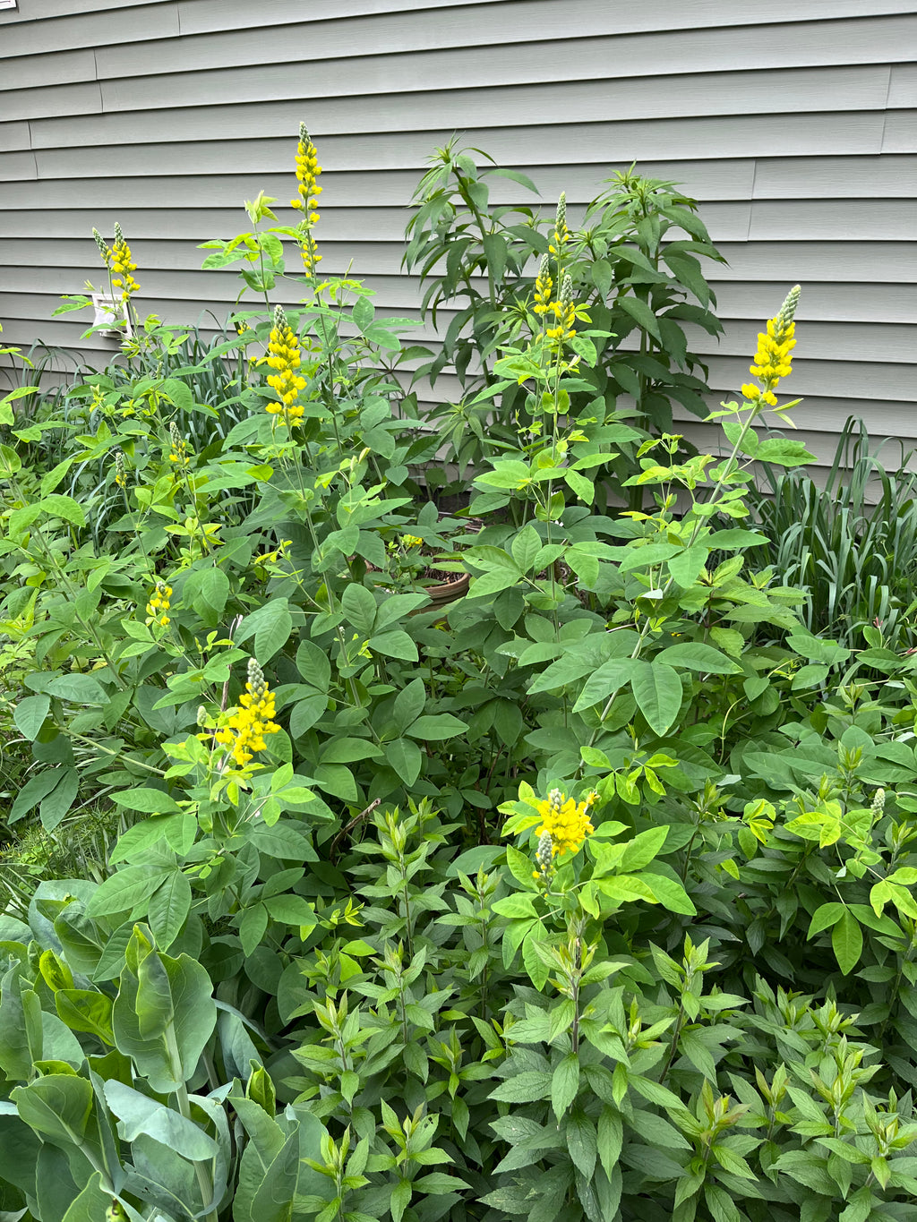 Thermopsis villosa – Flower of Carolina