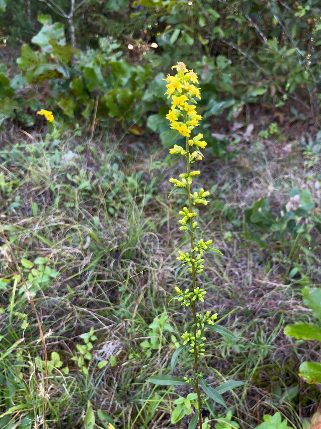 Solidago erecta – Flower of Carolina