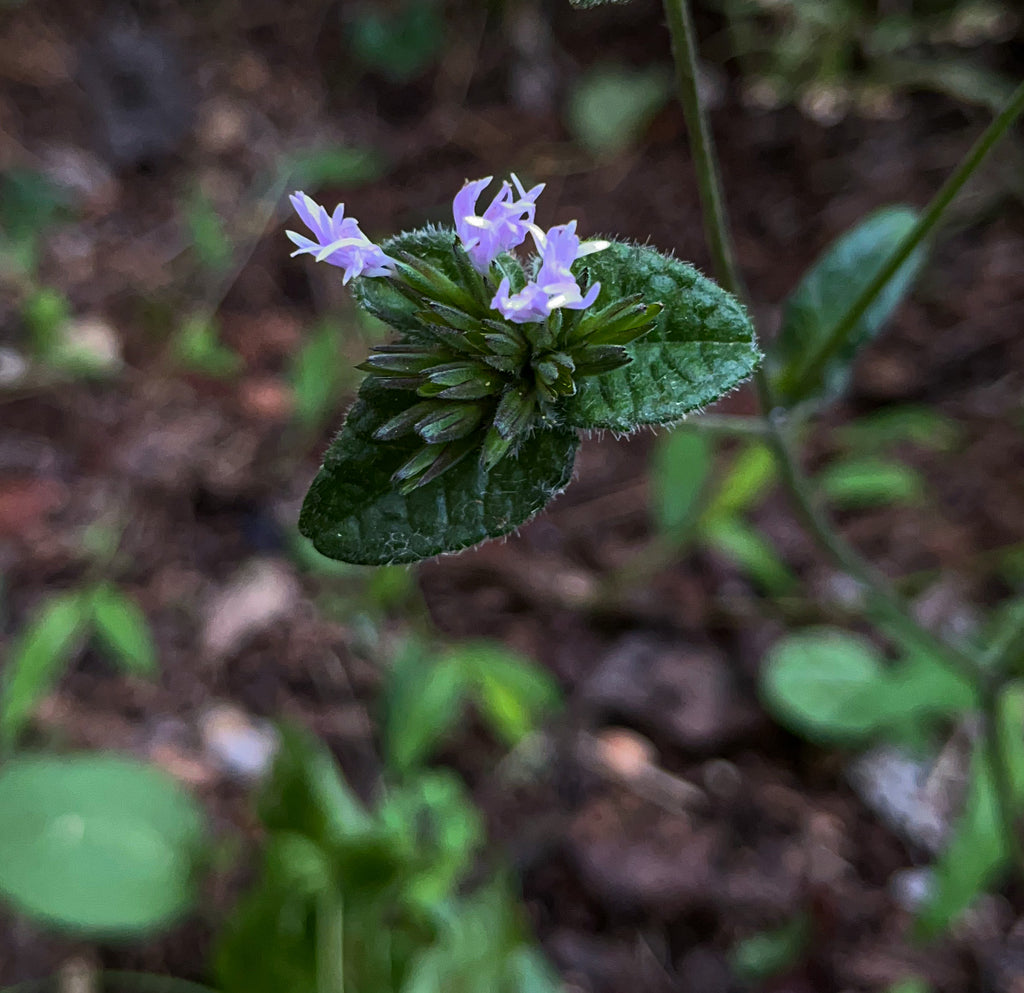 Elephantopus tomentosus – Flower of Carolina