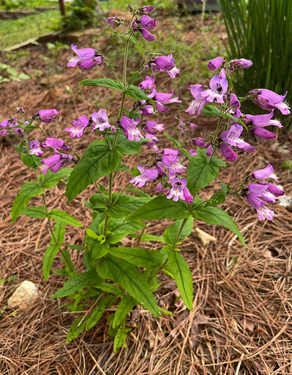 Penstemon smallii – Flower of Carolina