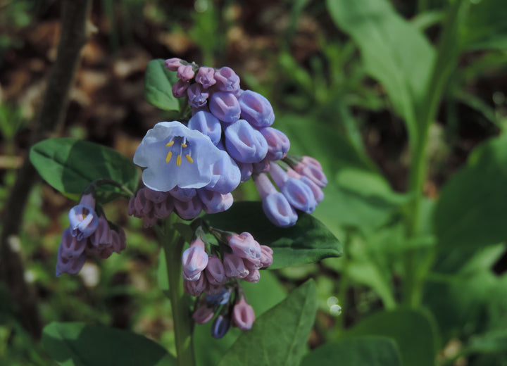 Mertensia virginica – Flower of Carolina
