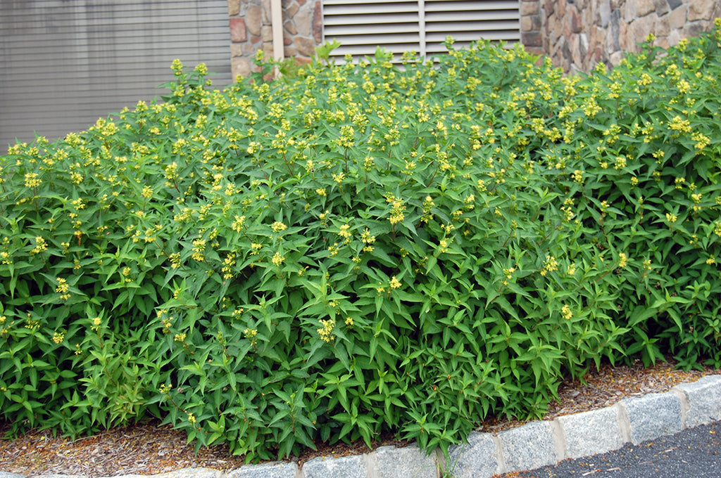 Diervilla lonicera – Flower of Carolina
