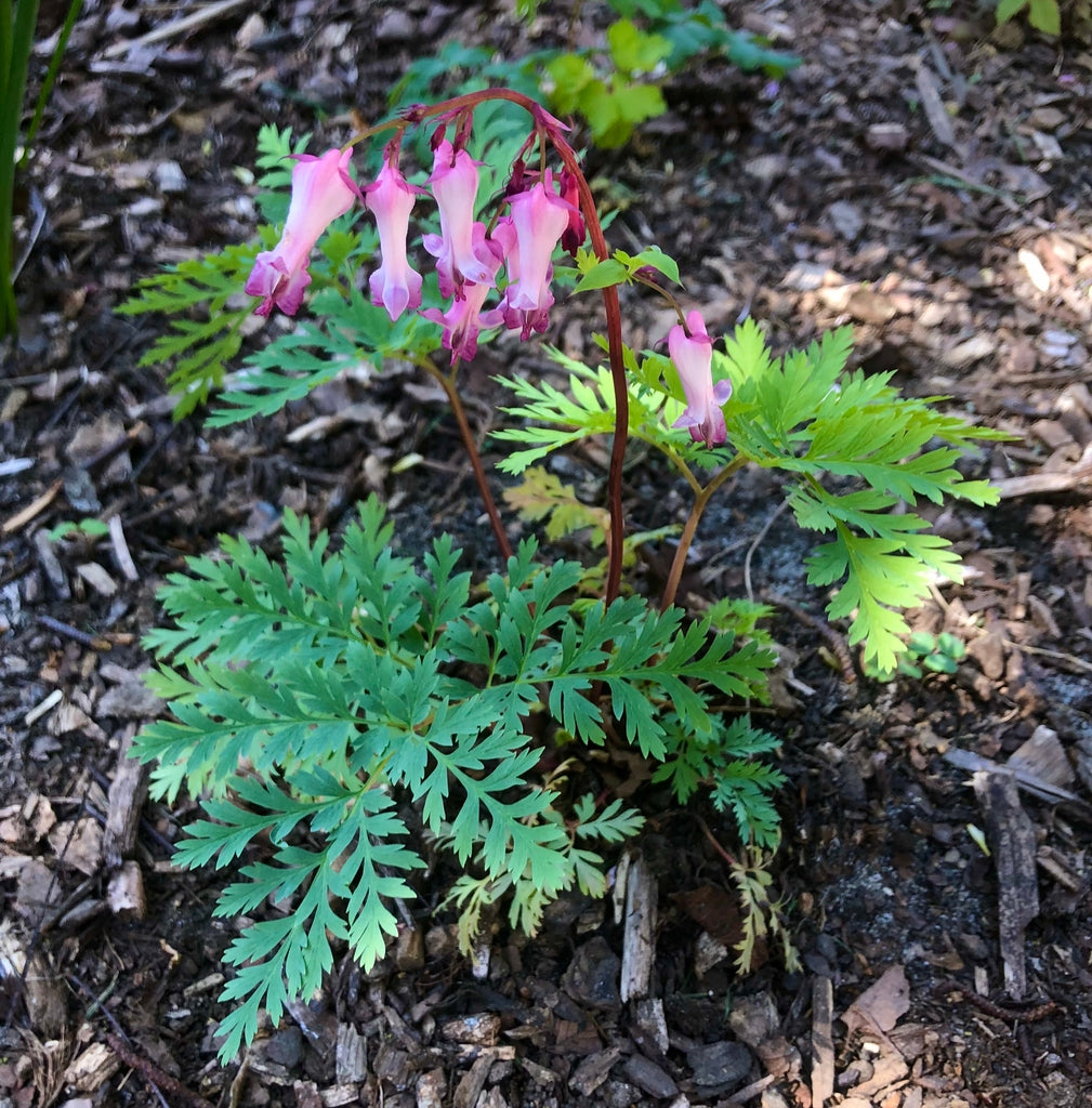 Dicentra eximia – Flower of Carolina