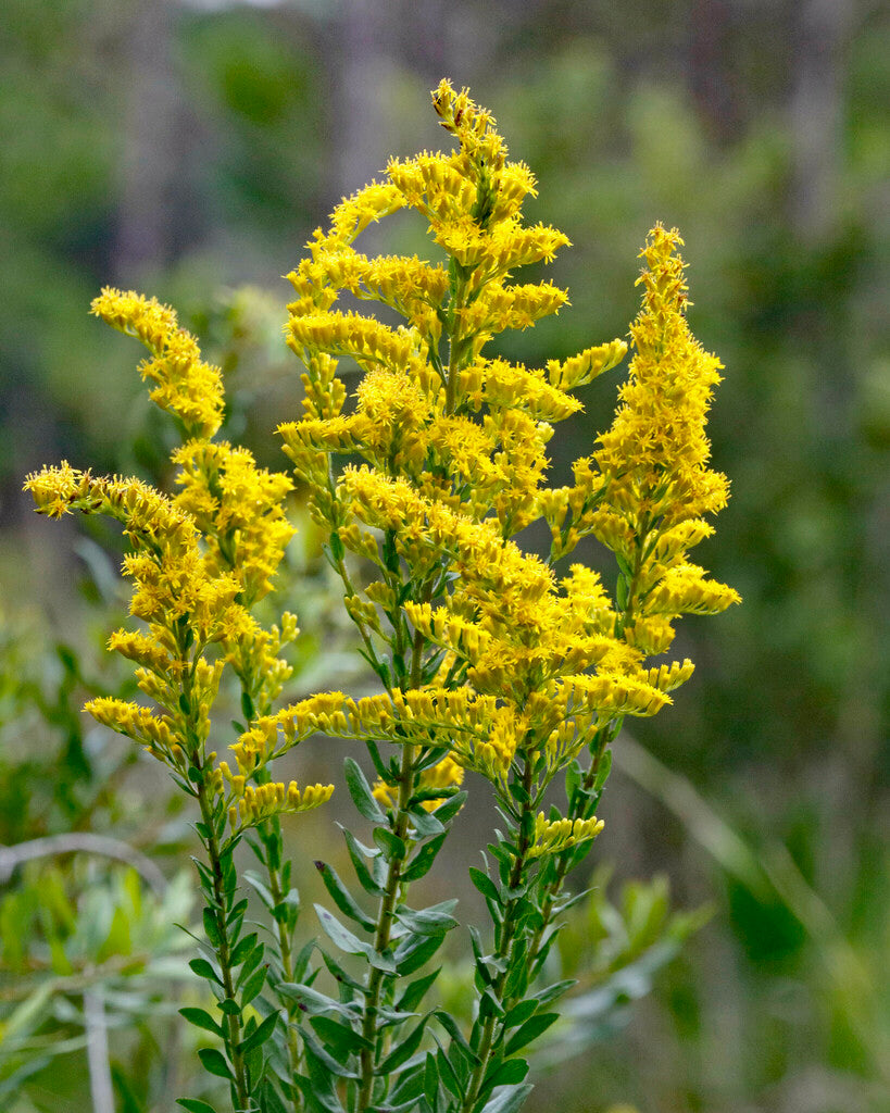 Solidago odora – Flower of Carolina