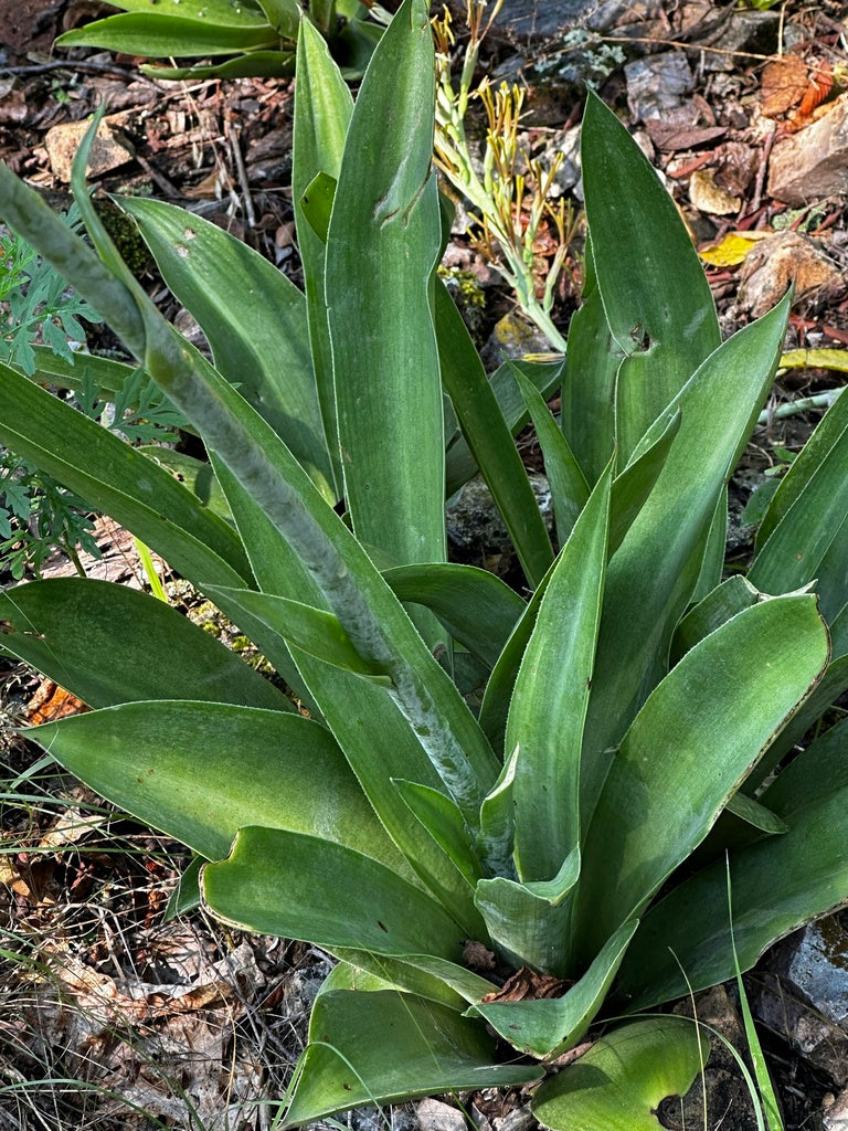 Manfreda virginica – Flower of Carolina