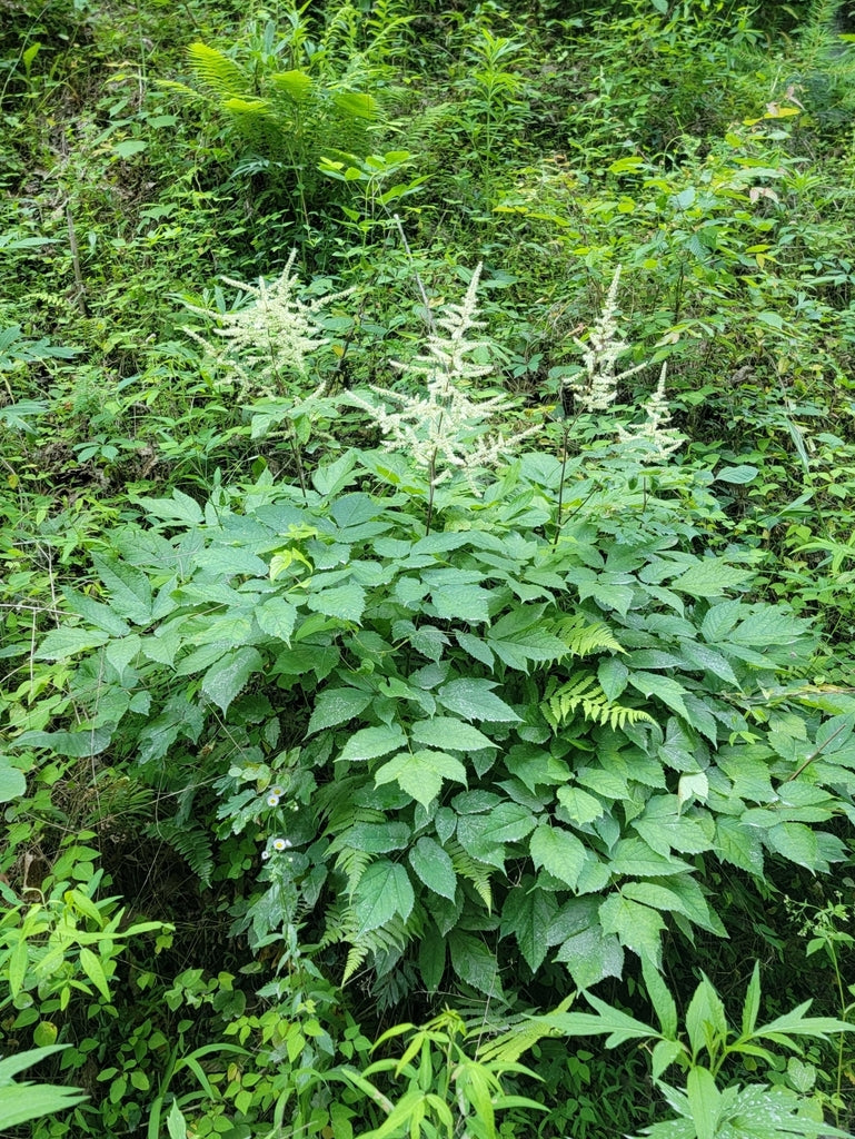 Astilbe biternata – Haw Honey