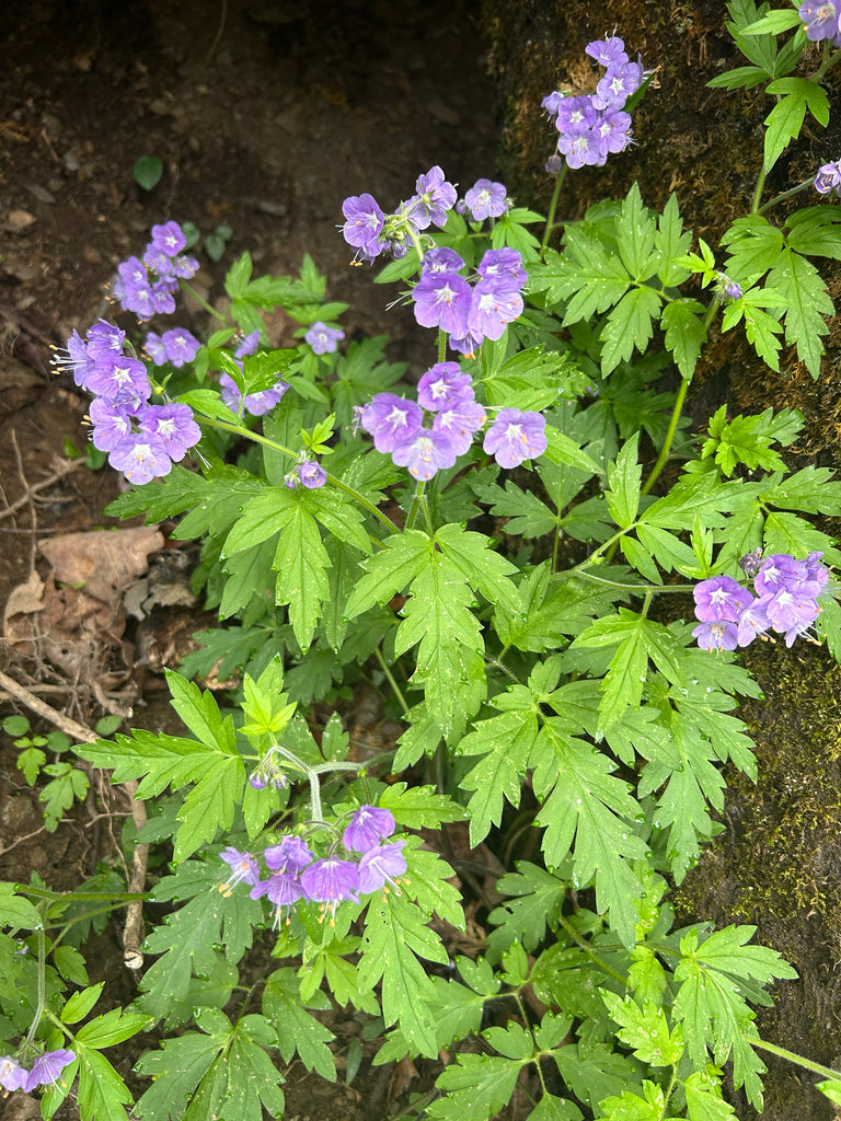 Phacelia bipinnatifida – Flower of Carolina