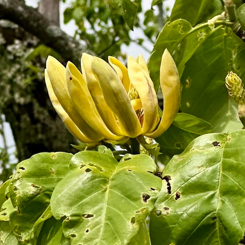 Magnolia acuminata – Flower of Carolina