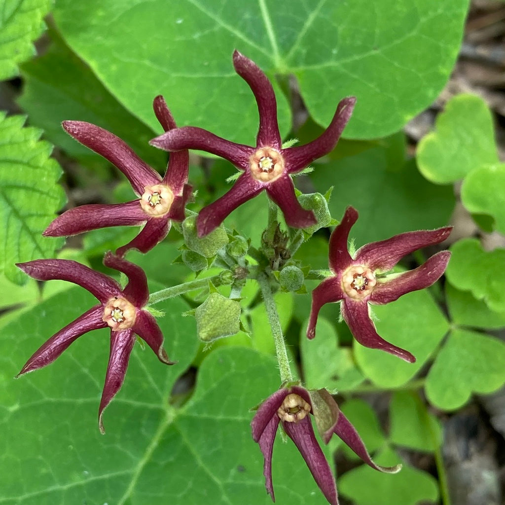 Matelea obliqua – Flower of Carolina