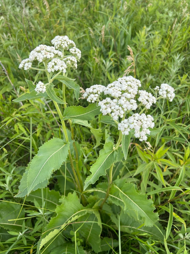 Parthenium integrifolium – Flower of Carolina
