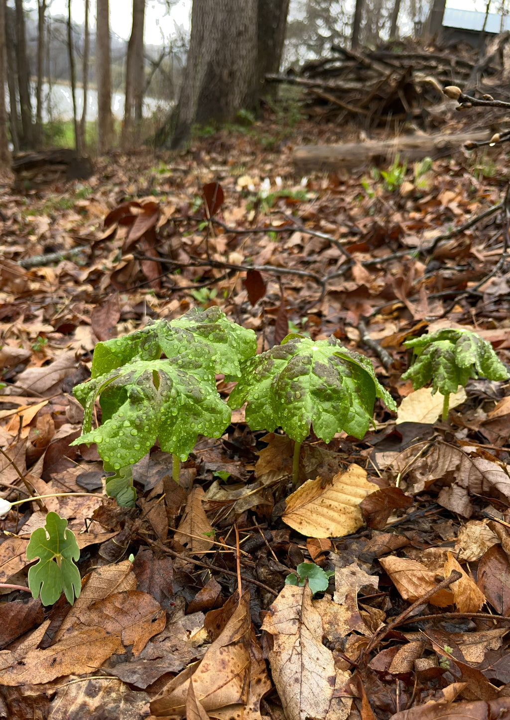 Podophyllum peltatum – Flower of Carolina