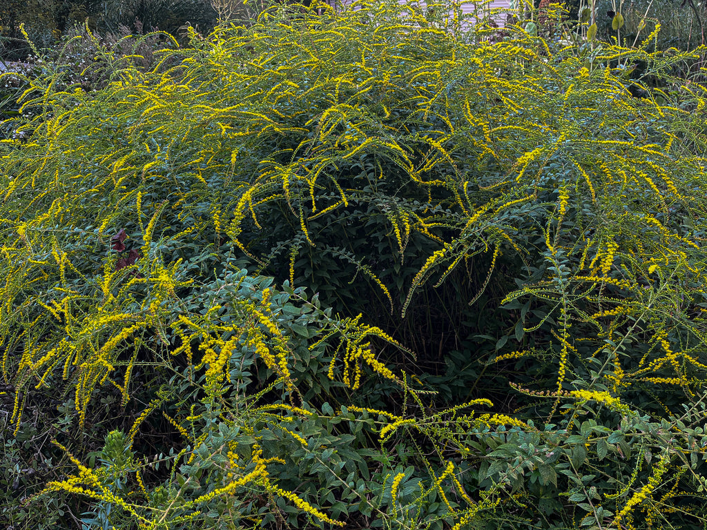 Solidago rugosa 'Fireworks' – Haw Honey